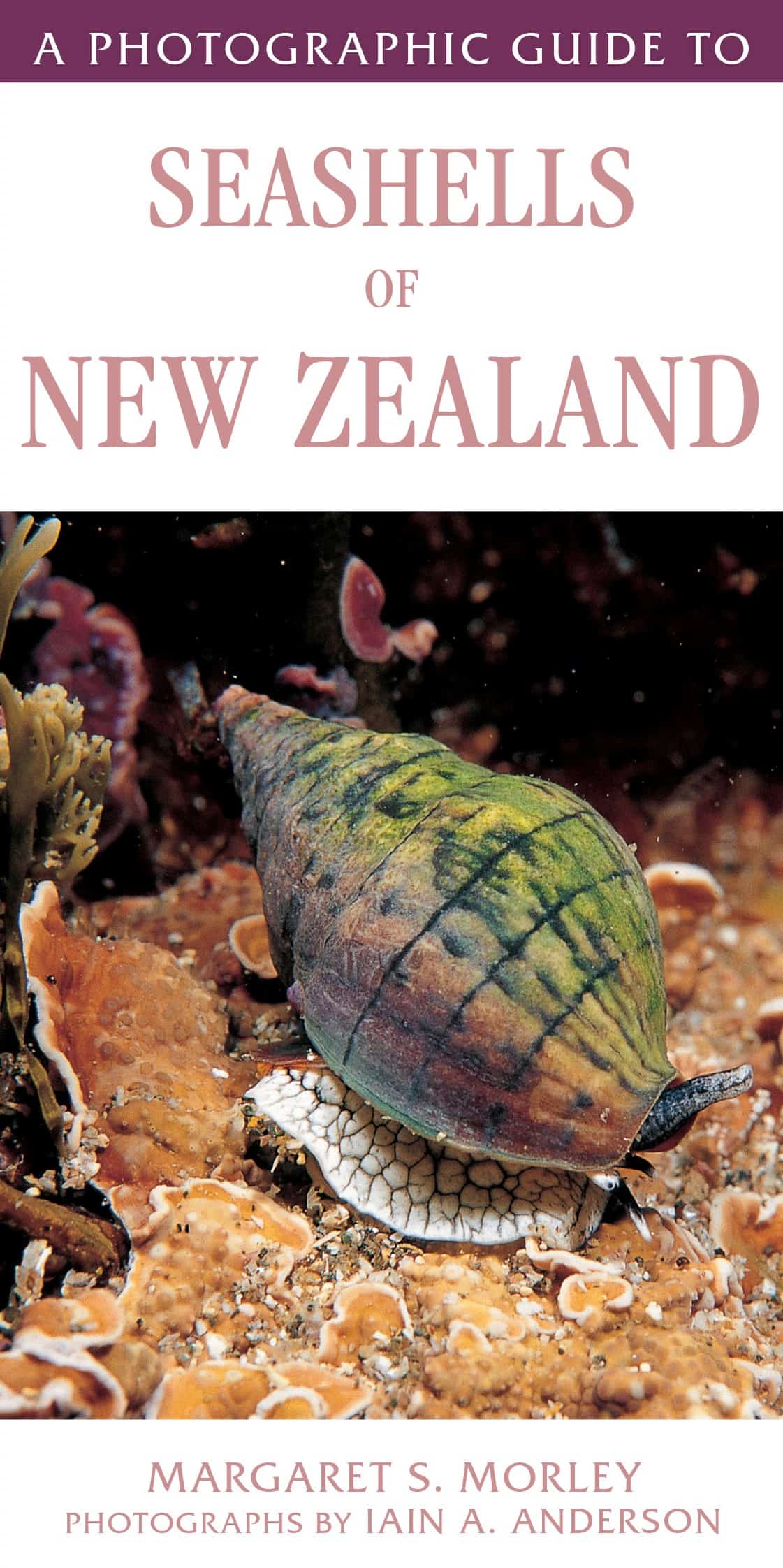 A Photographic Guide to Seashells of New Zealand - Upstart Press
